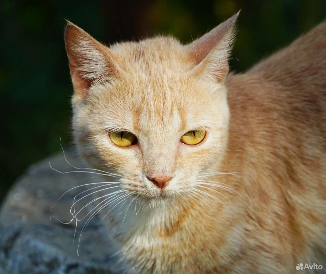 Молодой кошечке Злате нужен новый дом