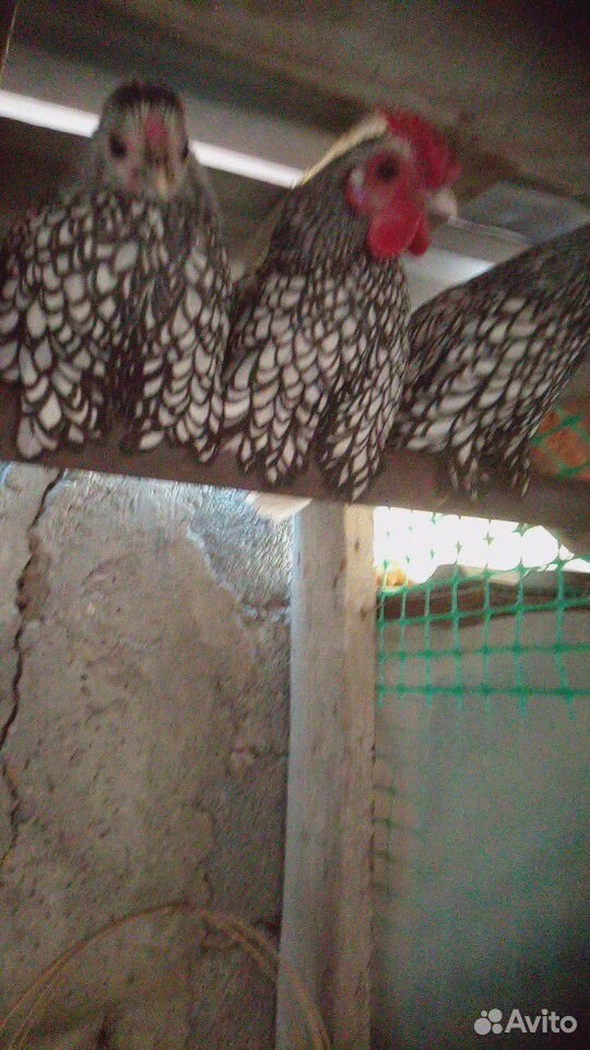 Циплята Сибрайта серебро и золото