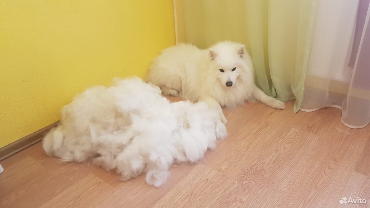 Шерсть самоеда