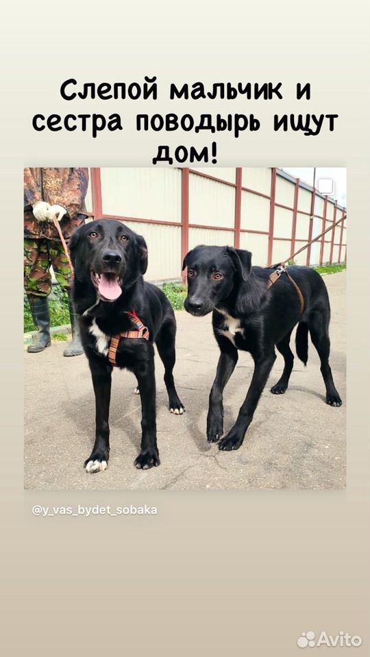 Собаки неразлучники