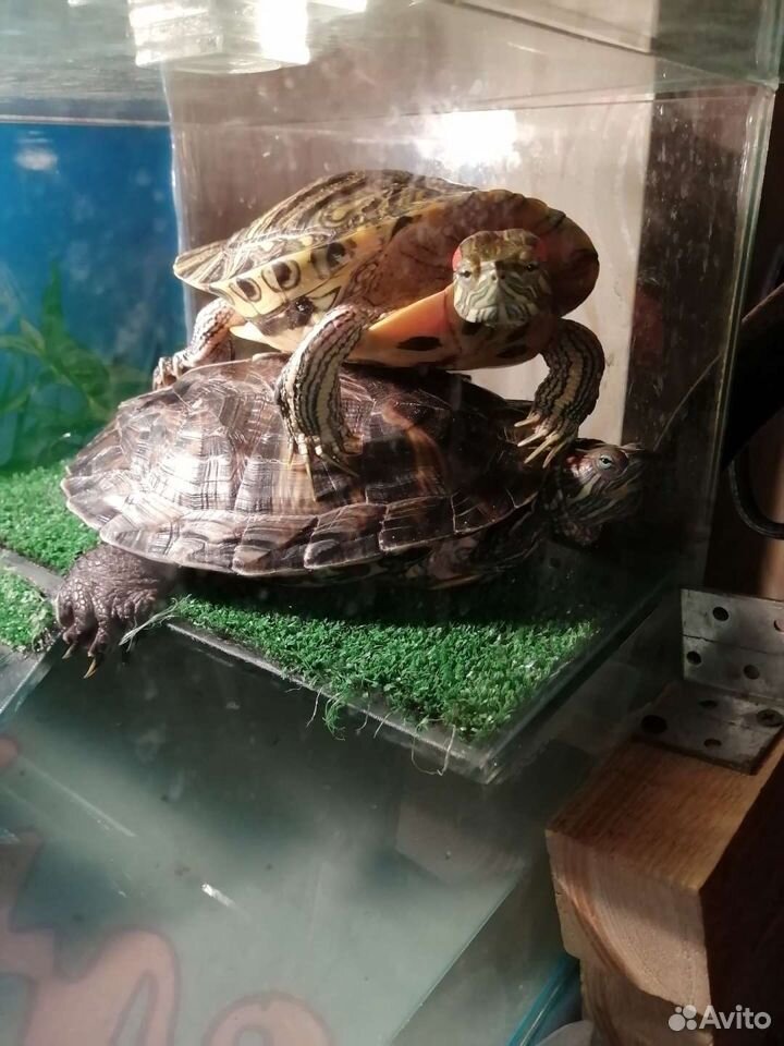 Красноухие черепашки