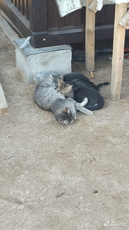 Котята охотники