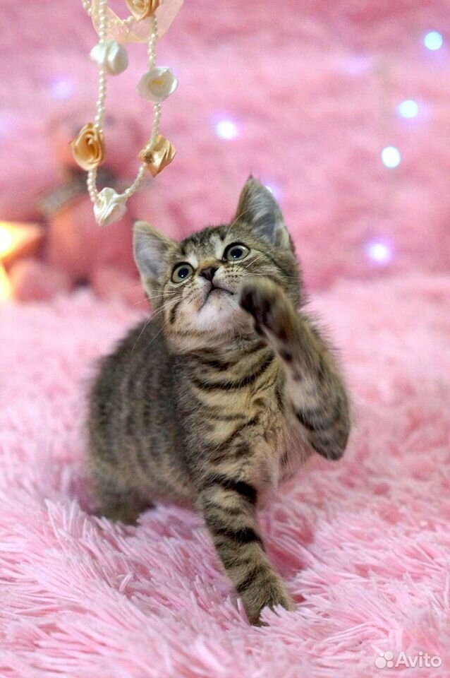 Кошечка-крошечка