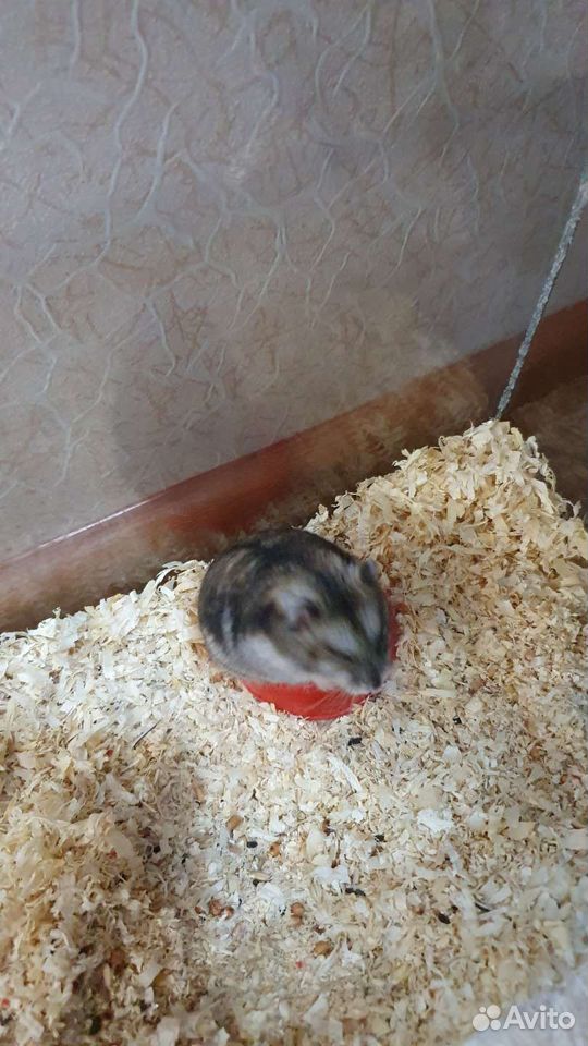 Джунгарский хомяк