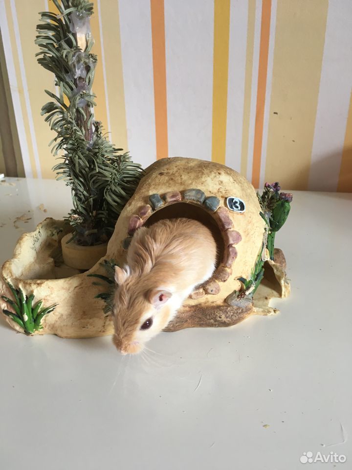 Песчанка