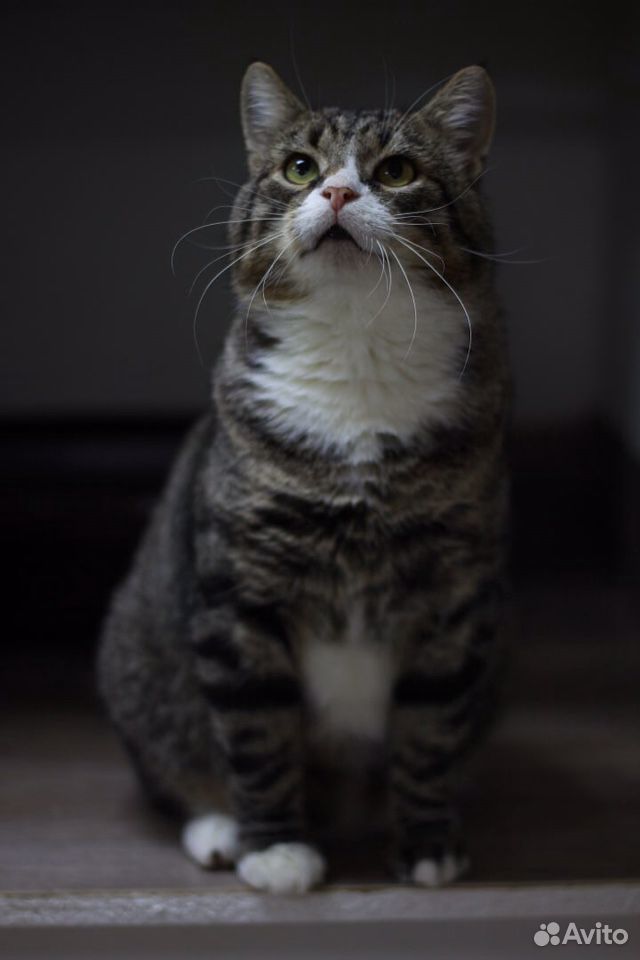 Кот Гречик, 1,5 года