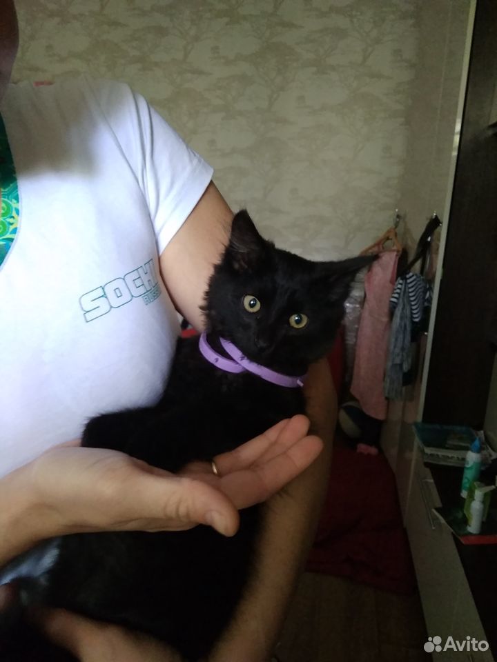 Котенок в добрые руки