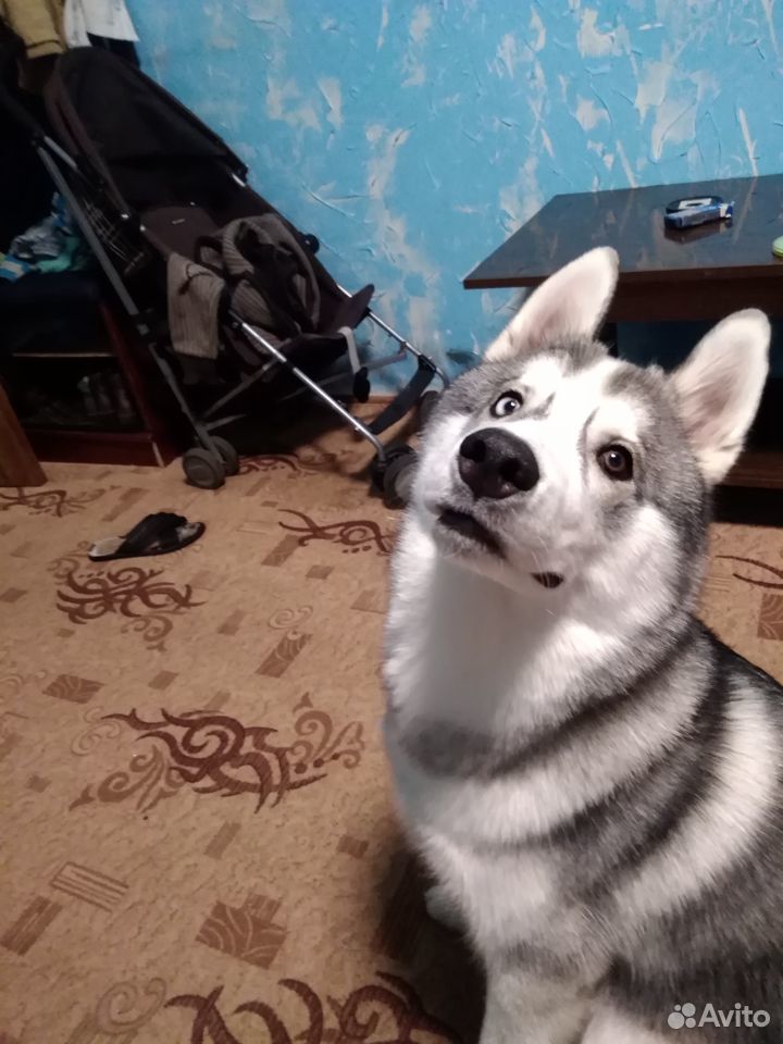 Сибирский хаски