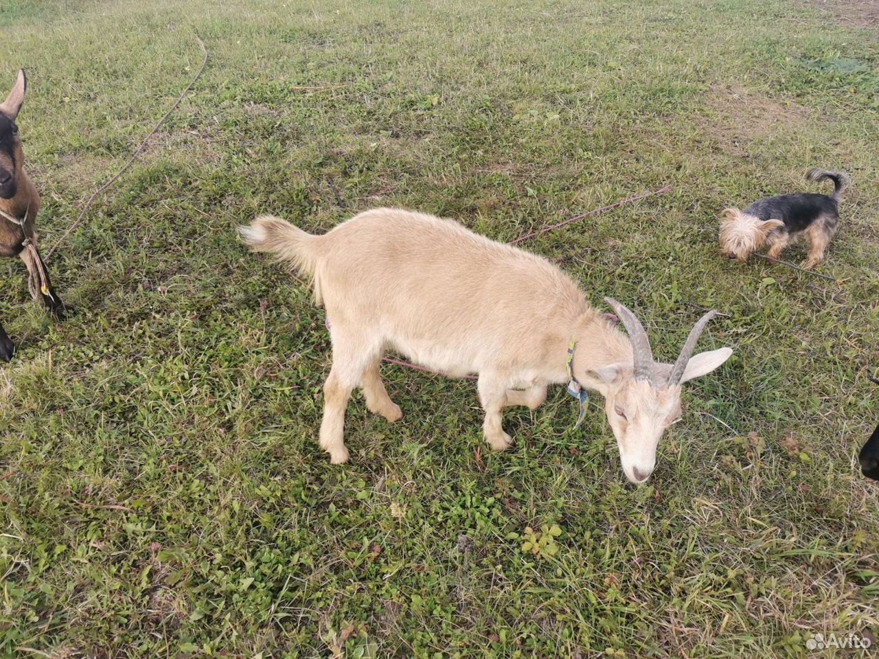 Коза