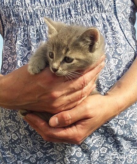 Котенок
