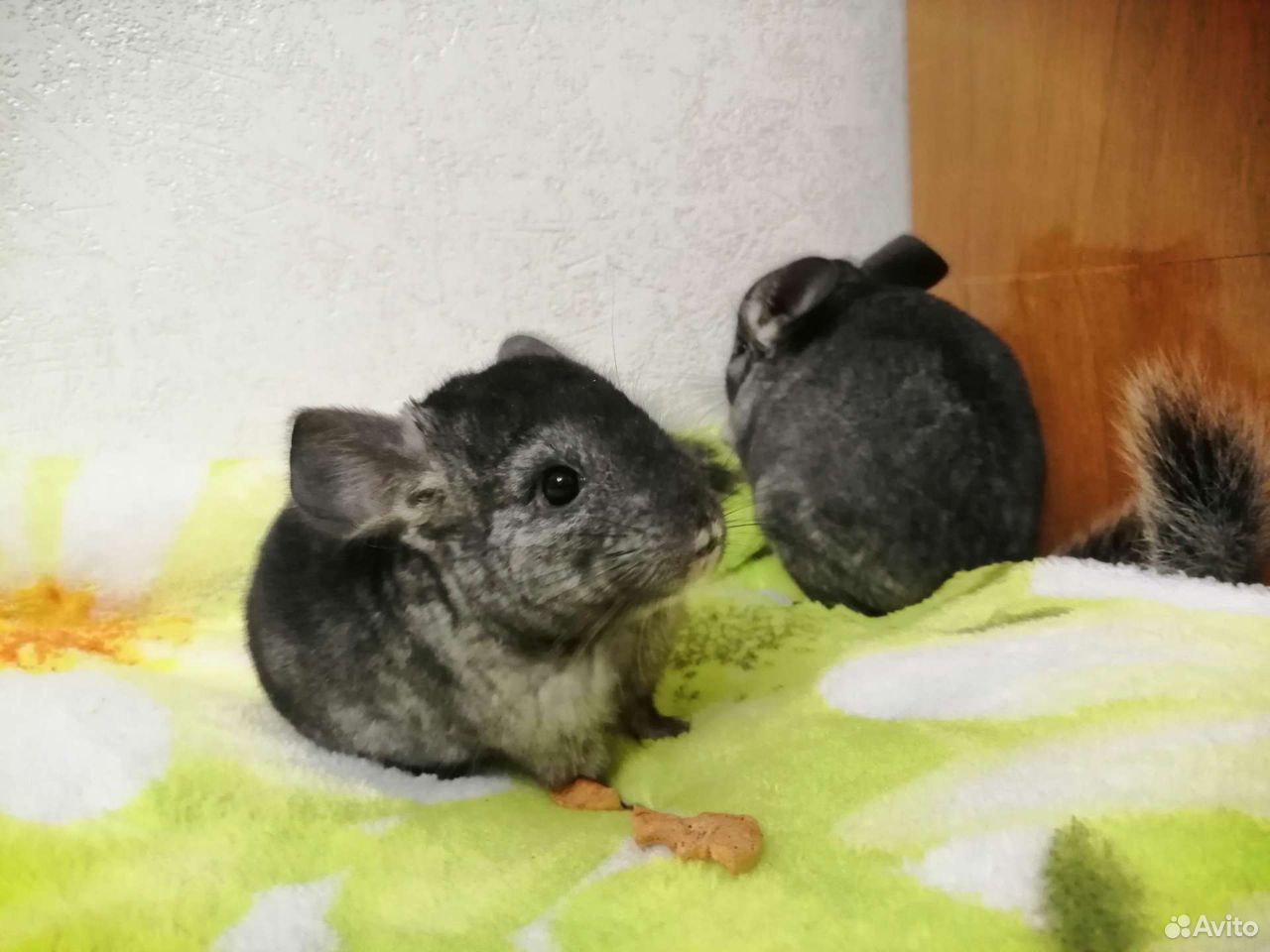 Шиншиллы девочки