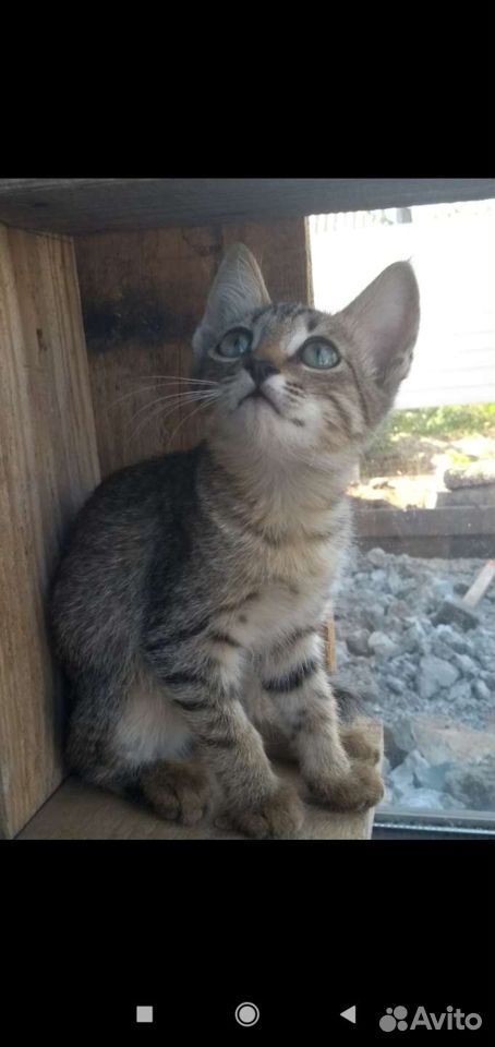 Кошка