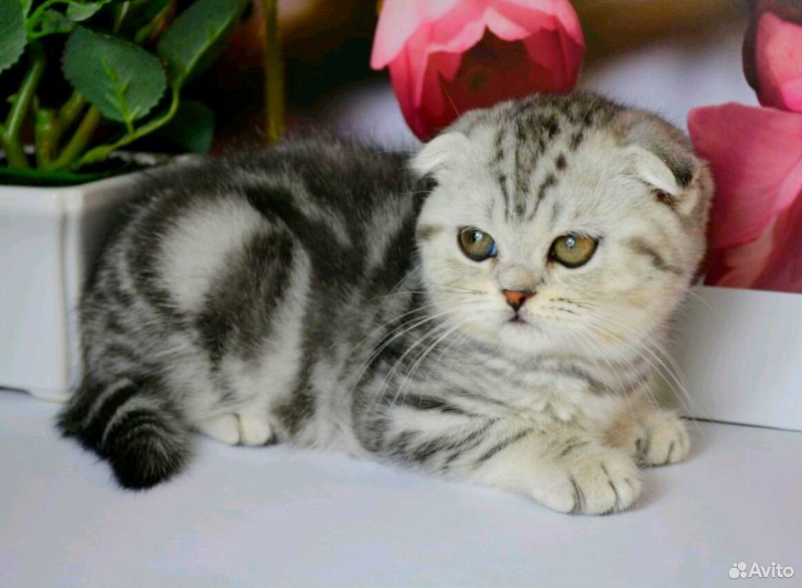 Прекрасные,Клубные,мраморные на серебре Милашки