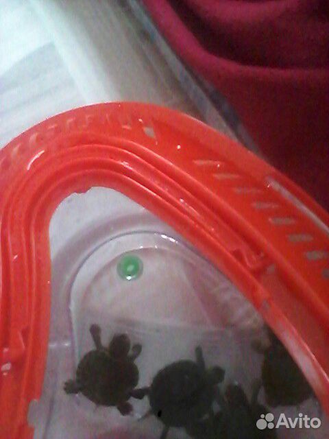 Продам Черепашек