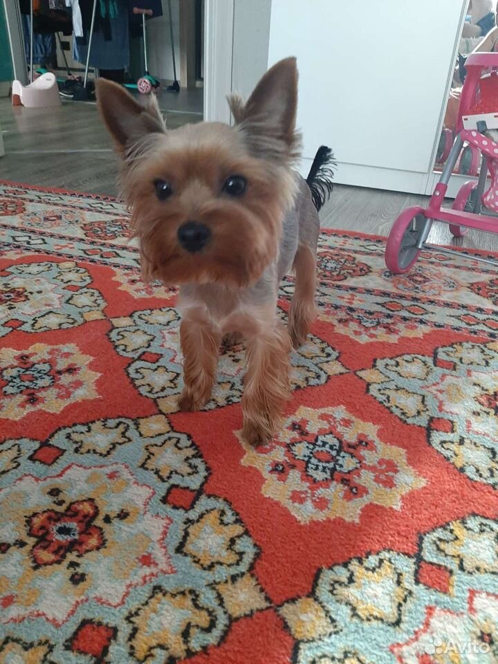 Йоркширский терьер