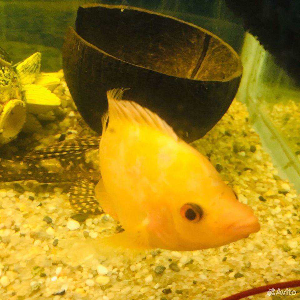 Рыбкицихлидылабиатумцихлозома