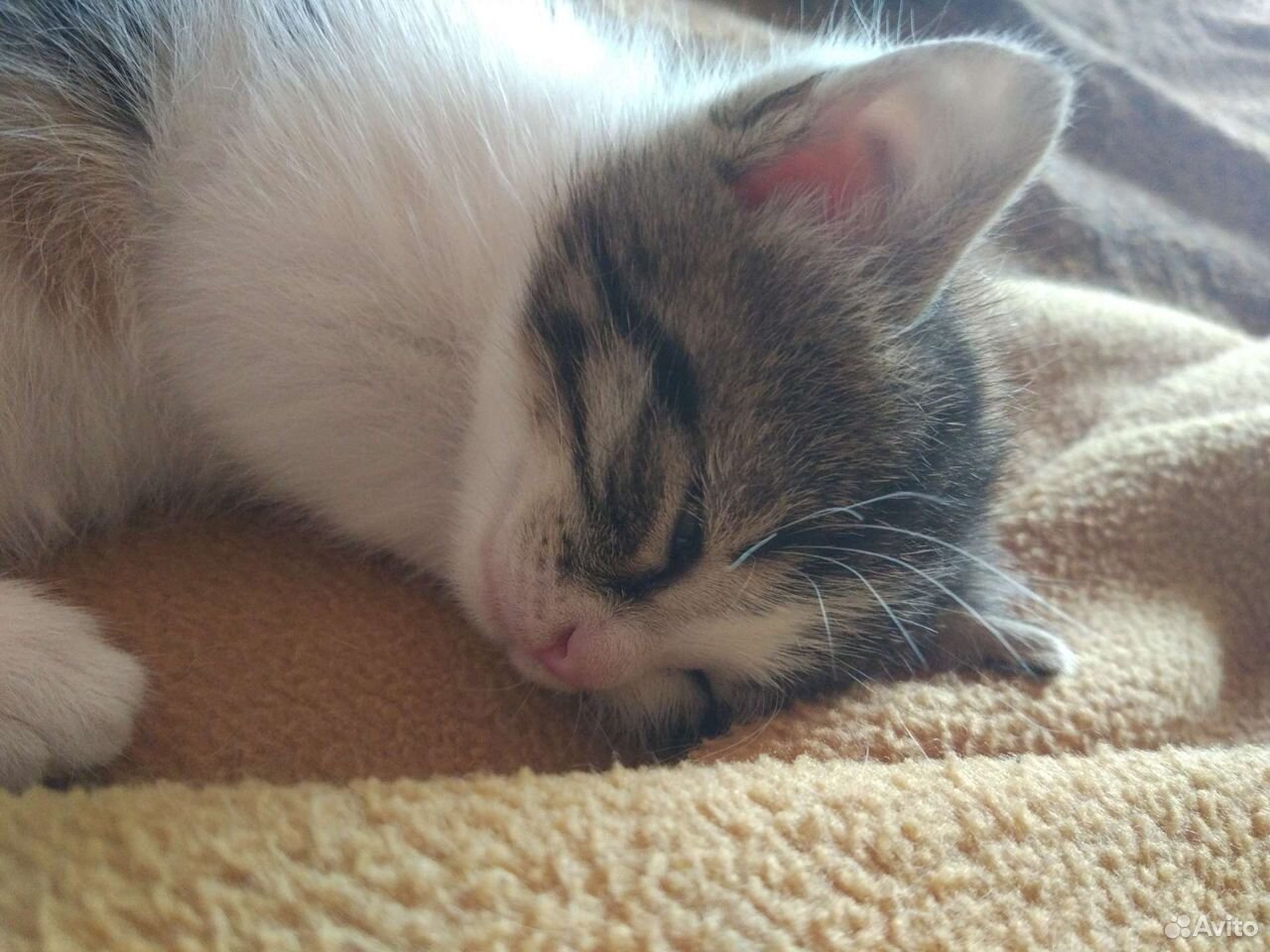 Котёнок мышеловка