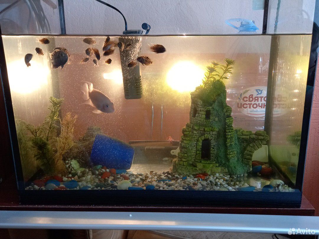 Продам рыбок цихлид с аквариумов и декор