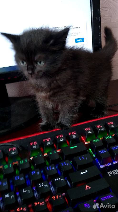 Котята ждут усыновления