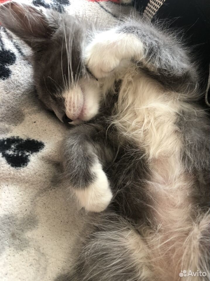 Котенок в добрые руки