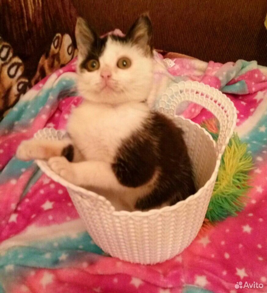 Крошка Белочка в добрые руки