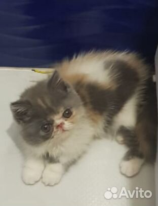 Экзотическая кошка