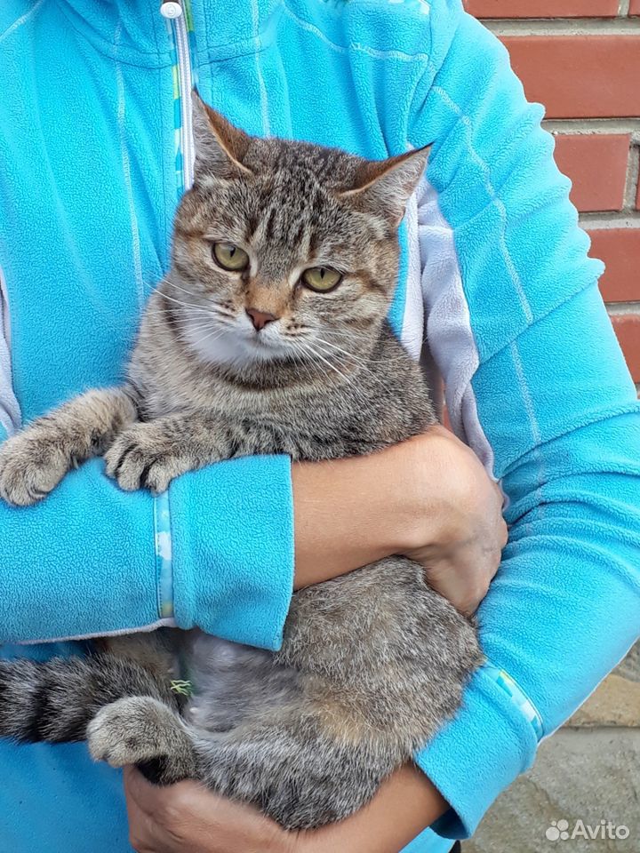 Молодые кошки в добрые руки