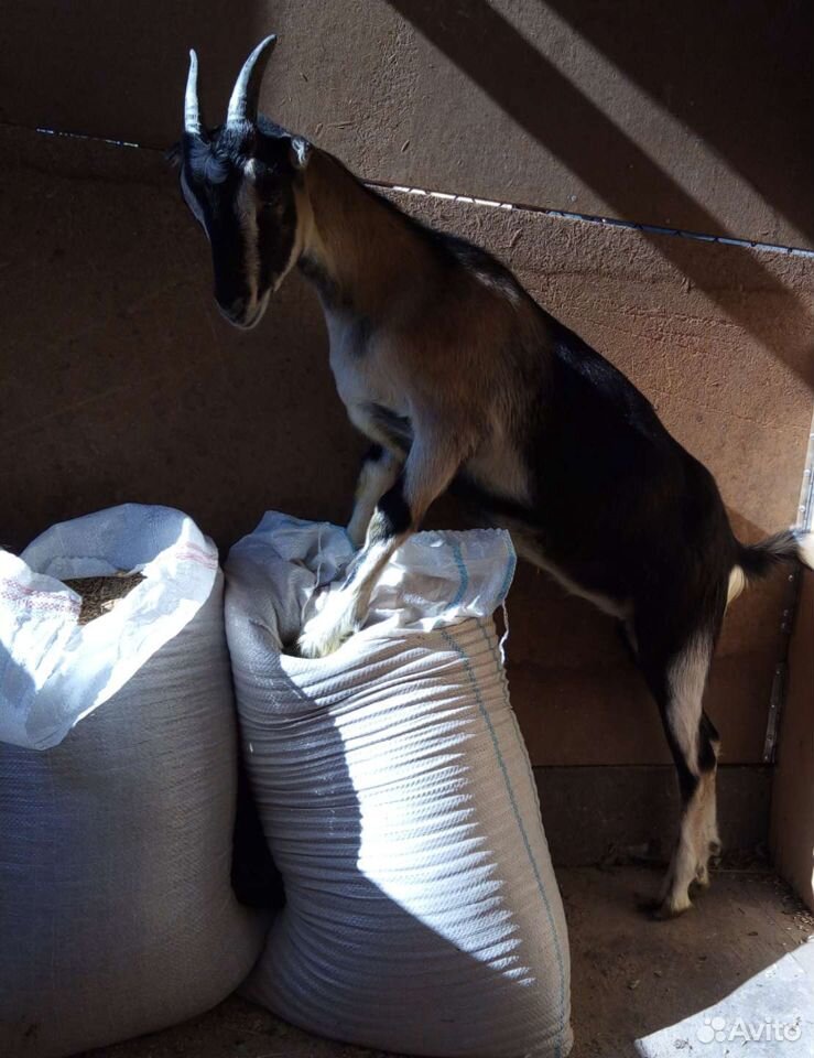 Красивая козочка ламанч, 6мес