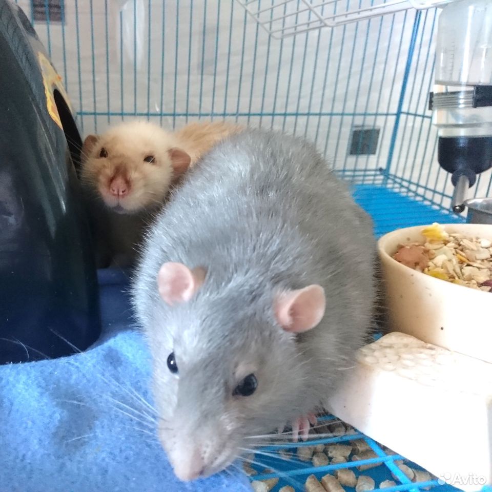 Два взрослых крысенка (с клеткой) в добрые руки