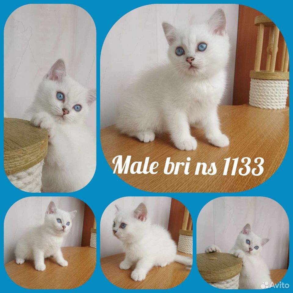 Мальчик серебристый колор поинт bri ns1133