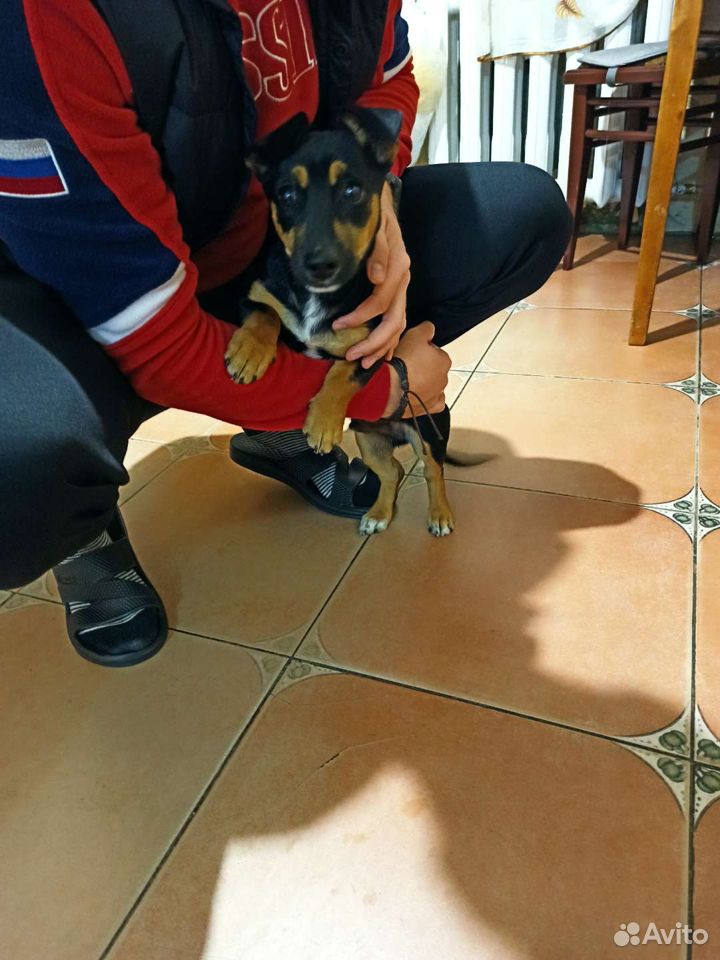 Отдам в добрые руки