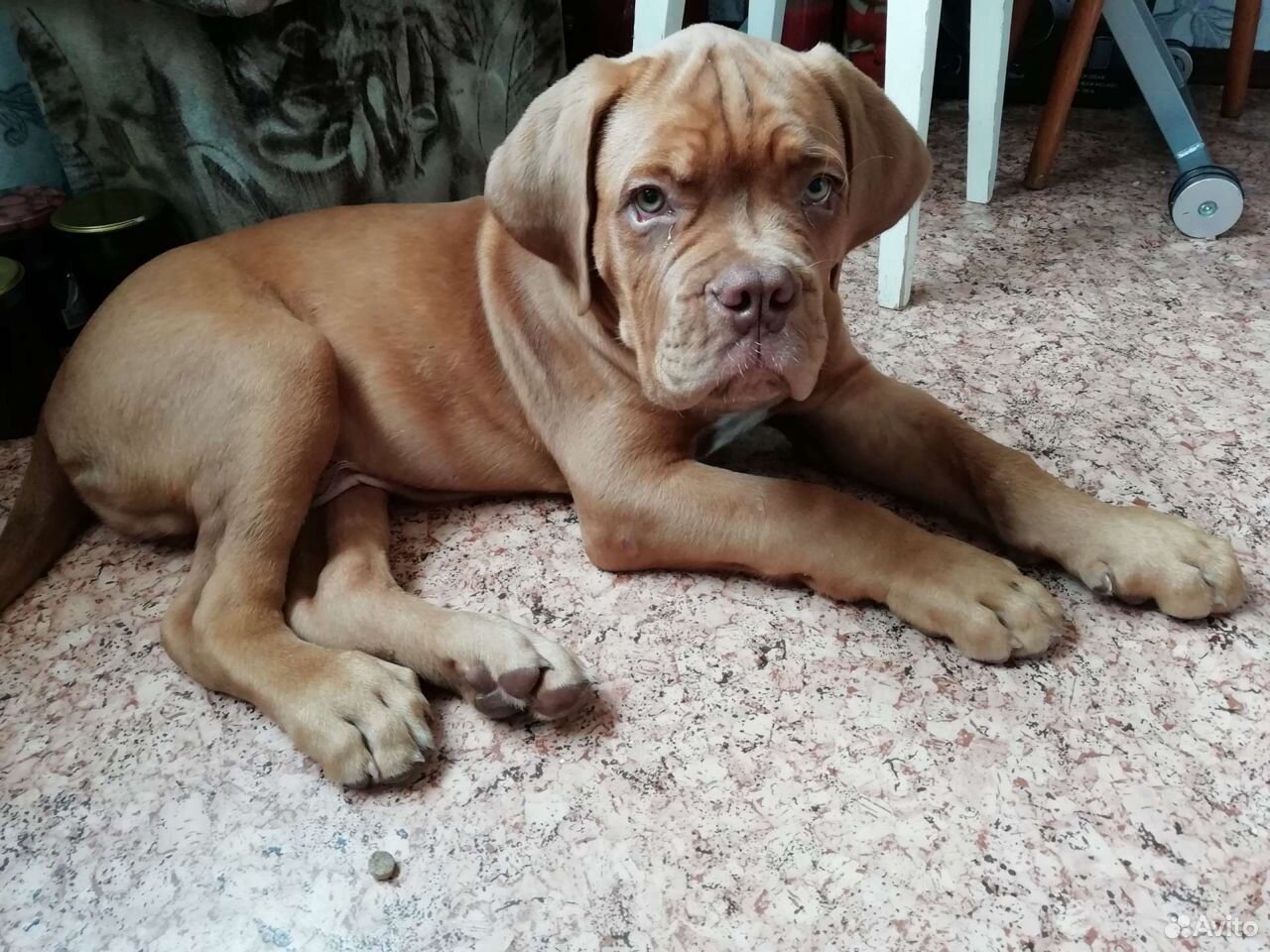 Бордоский дог