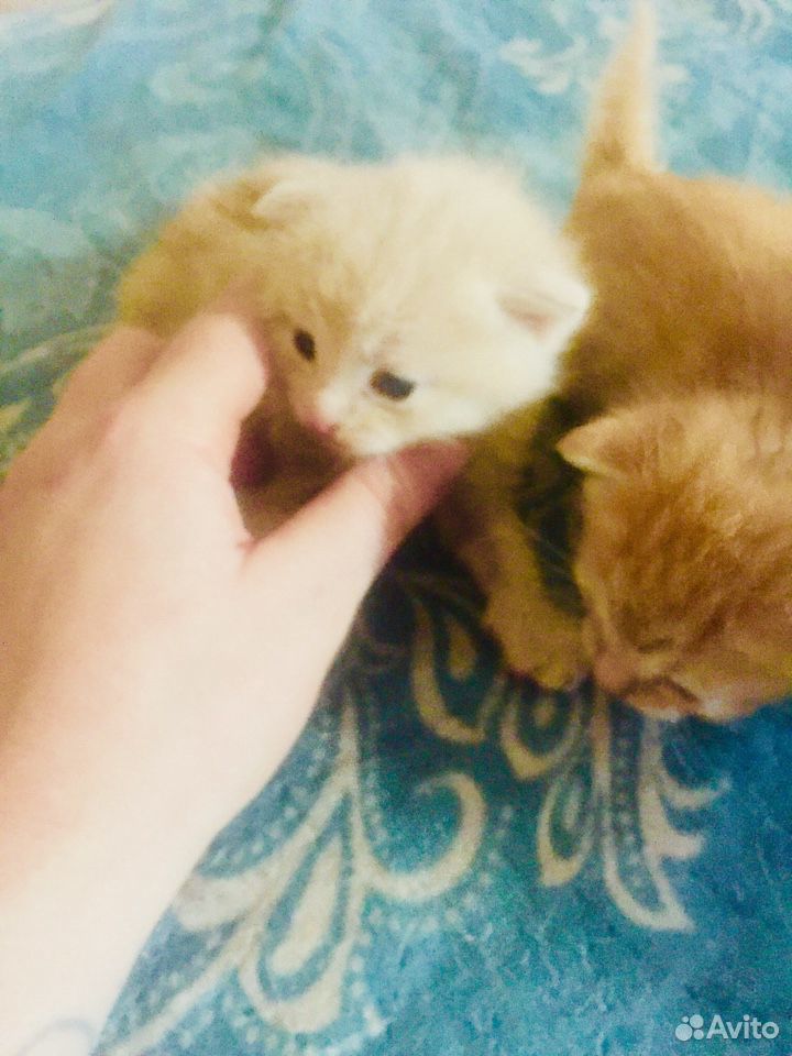 Котята бесплатно