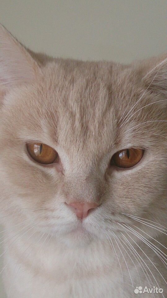 Отдам афигеного кота