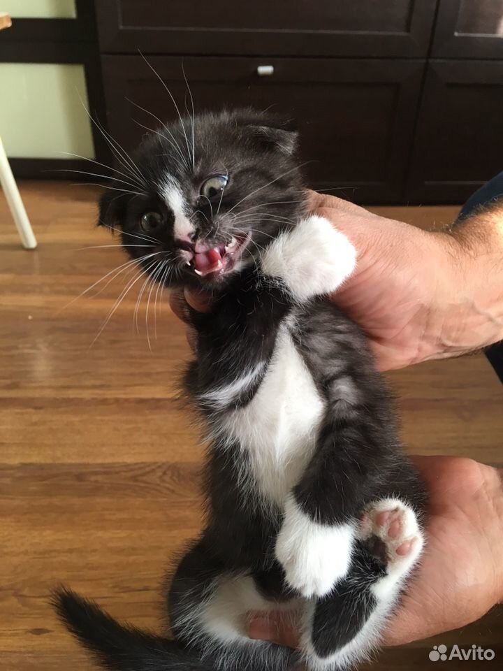 Котята от шотландский кошки