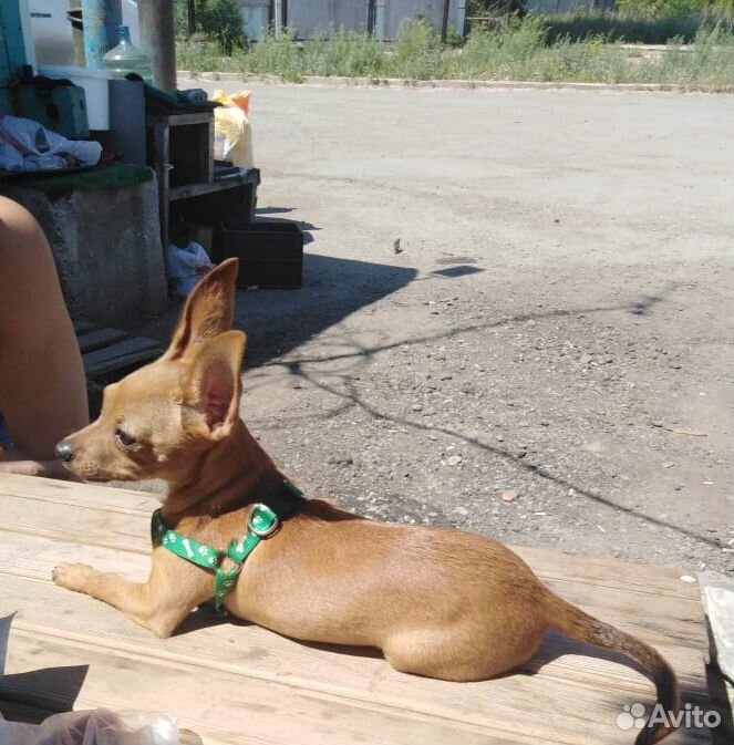 Отдам в добрые руки