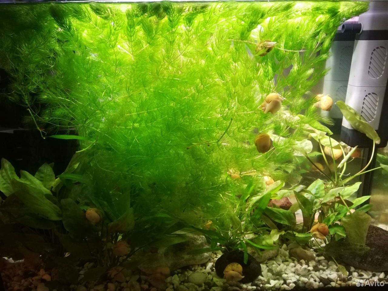 Аквариумное растение рогалистник