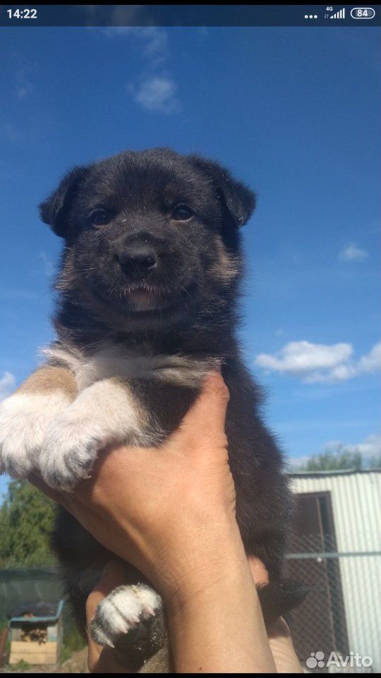 Шикарный колобок пацан 1 месяц