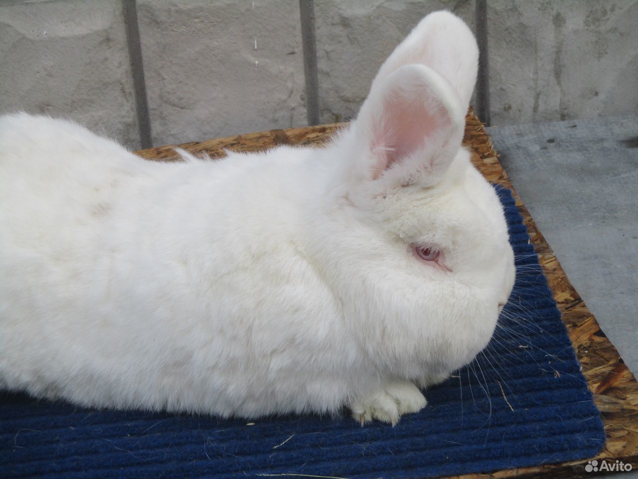 Кролики породы Новозеландские белые и Калифорния