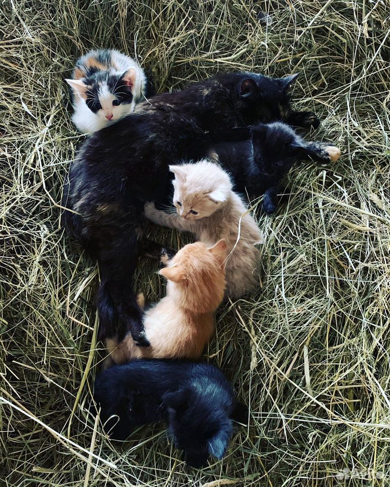 Котики бесплатно в добрые руки