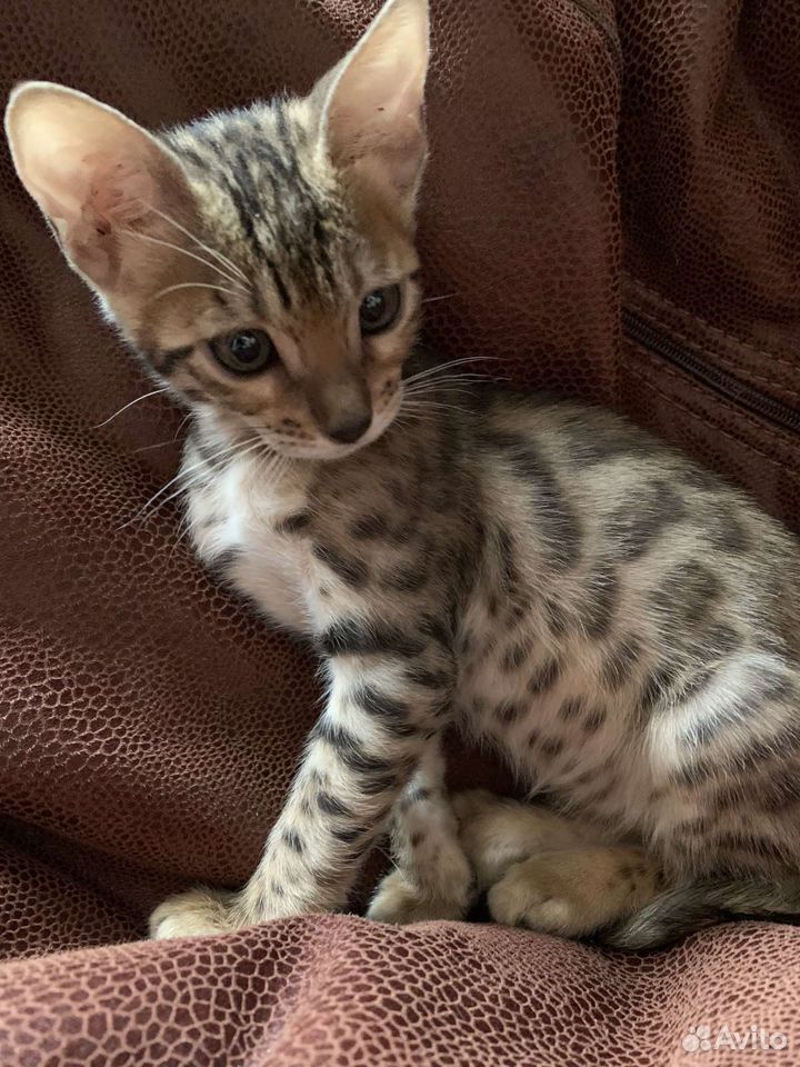 Бенгальская