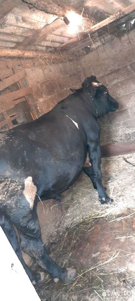 Бык племенной