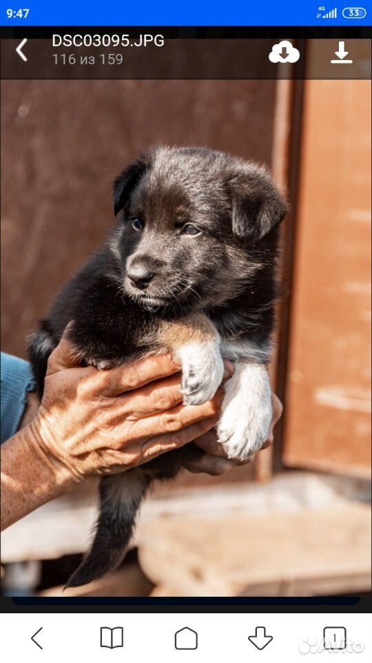 Пухляш 1,5 месяца