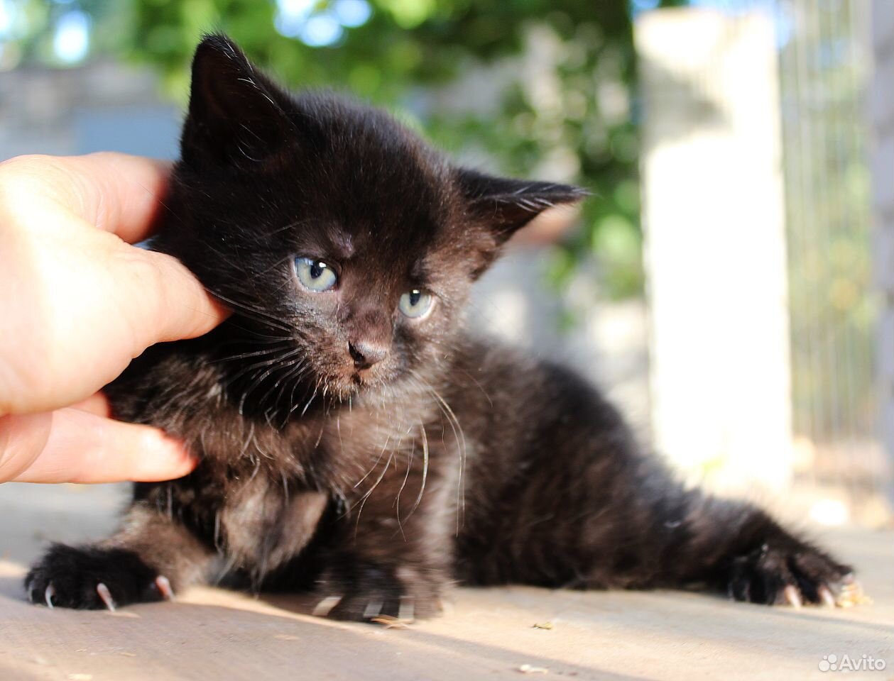 Котенок Кора ищет дом