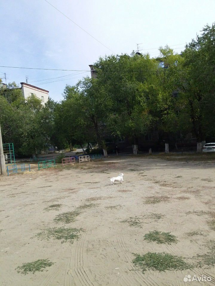 Потерянная собака