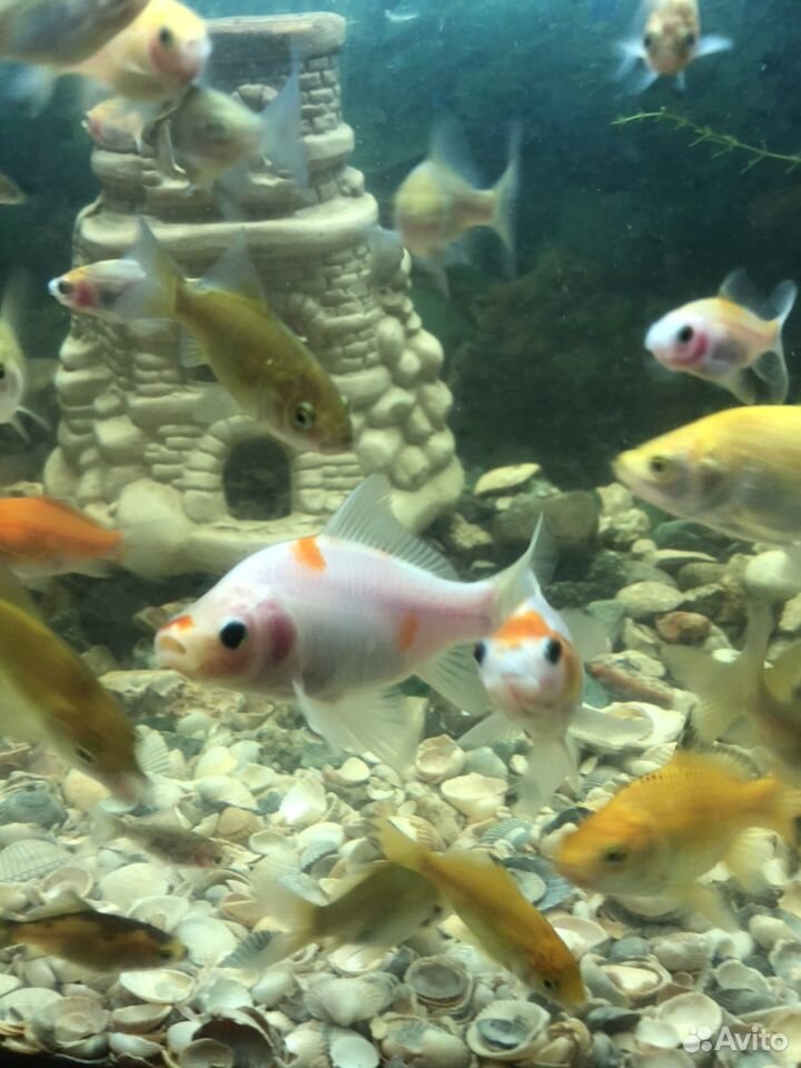 Рыба,кометы для Пруда или аквариума