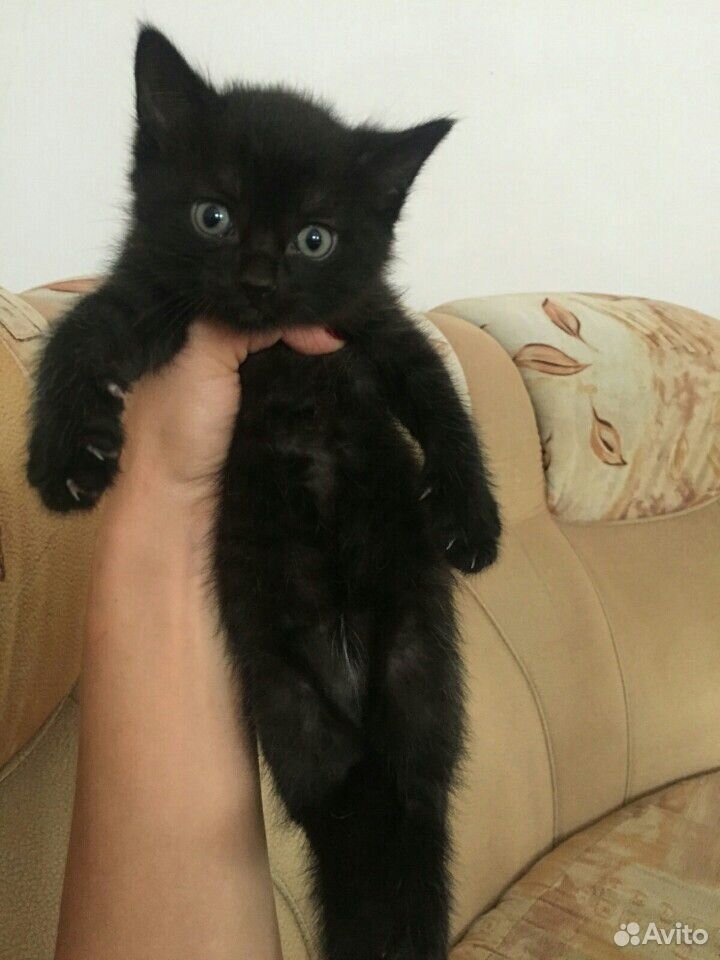 Котёнок веселый