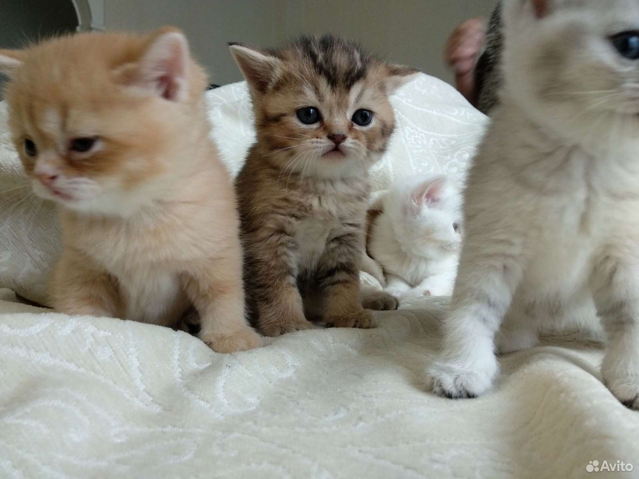 Шотландская