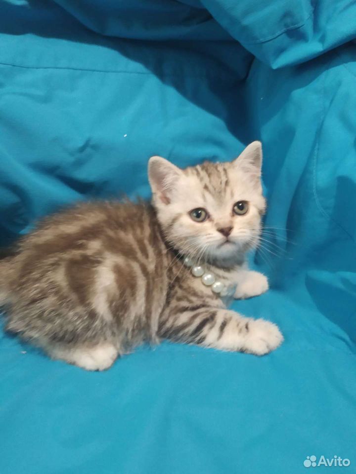 Шотландская мраморная серебристая девочка