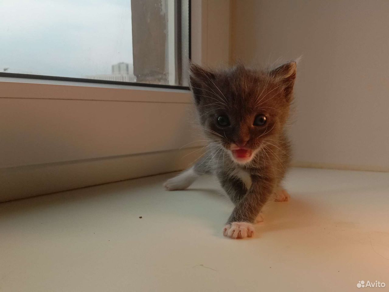 Крутой котик в добрые руки